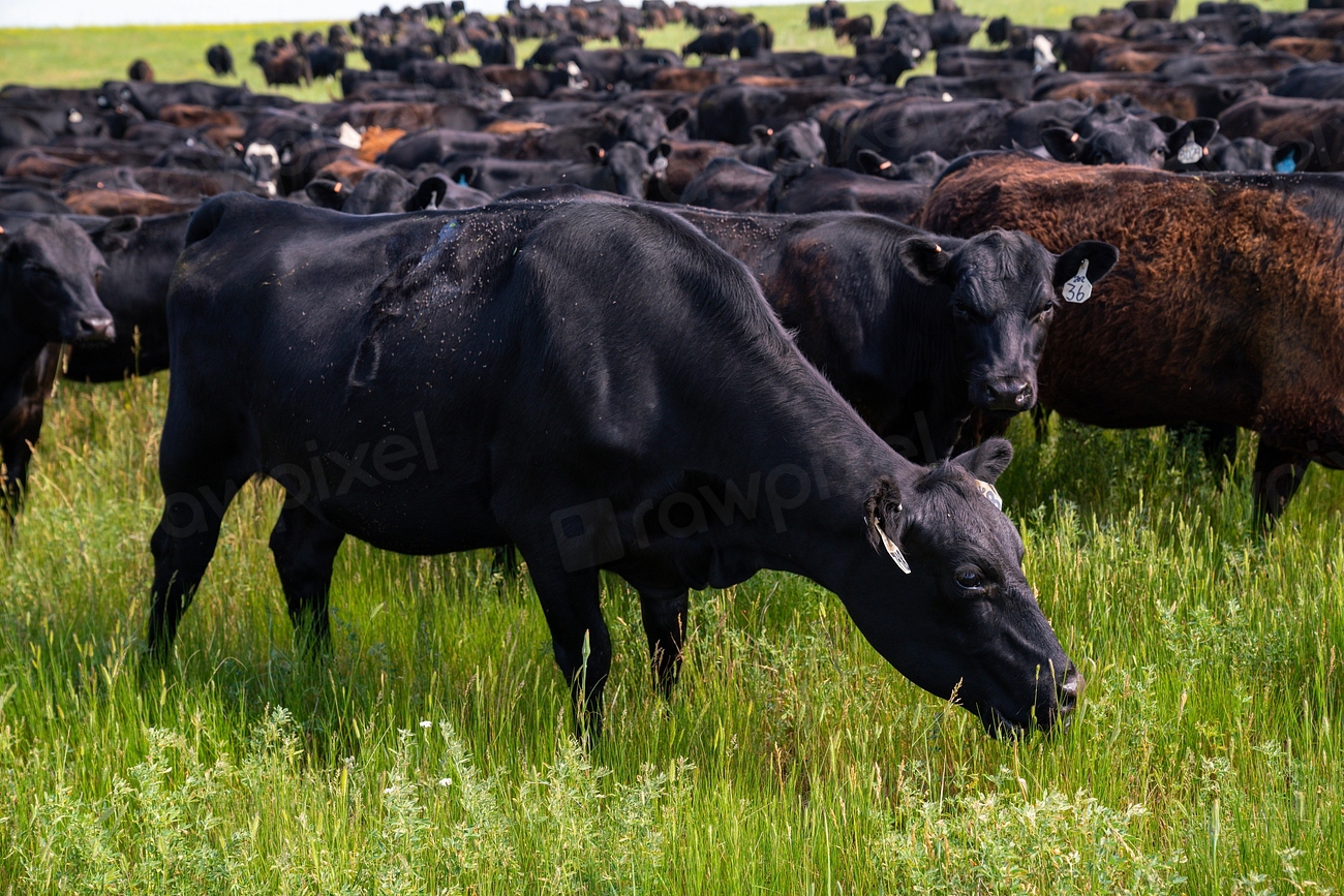 High stock density grazing | Free Photo - rawpixel