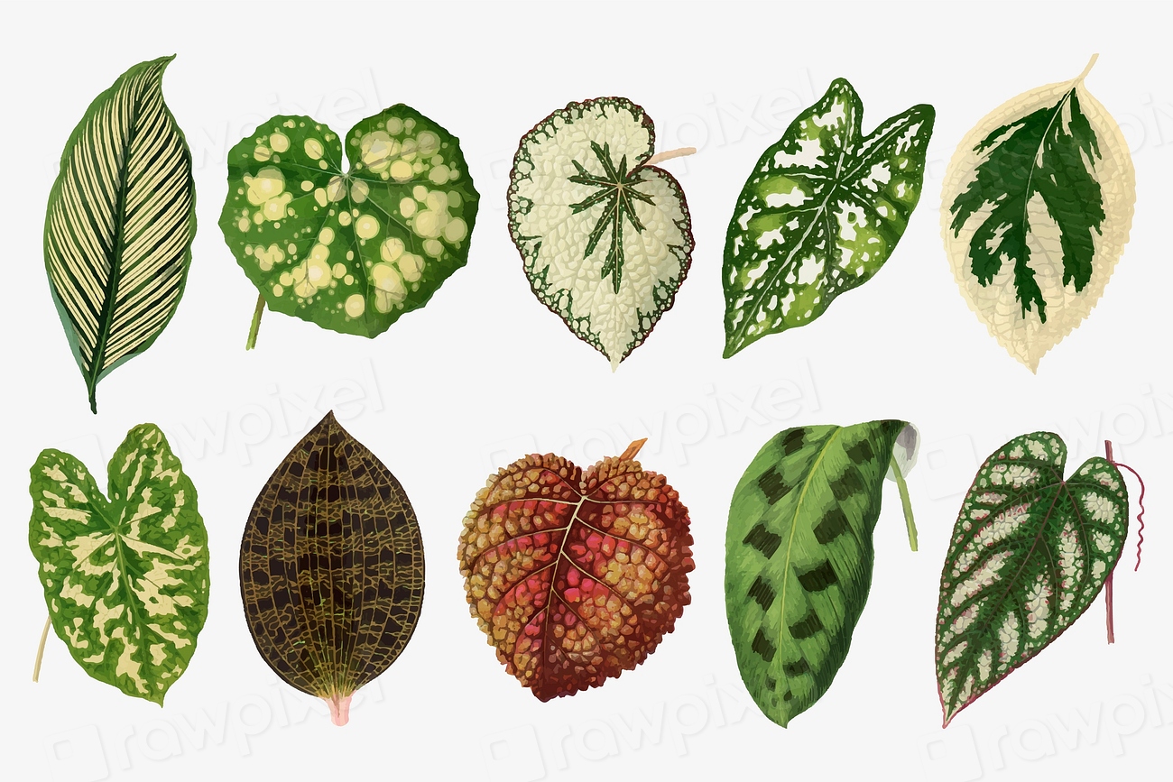 Green leaf illustration, aesthetic nature | Premium Vector - rawpixel