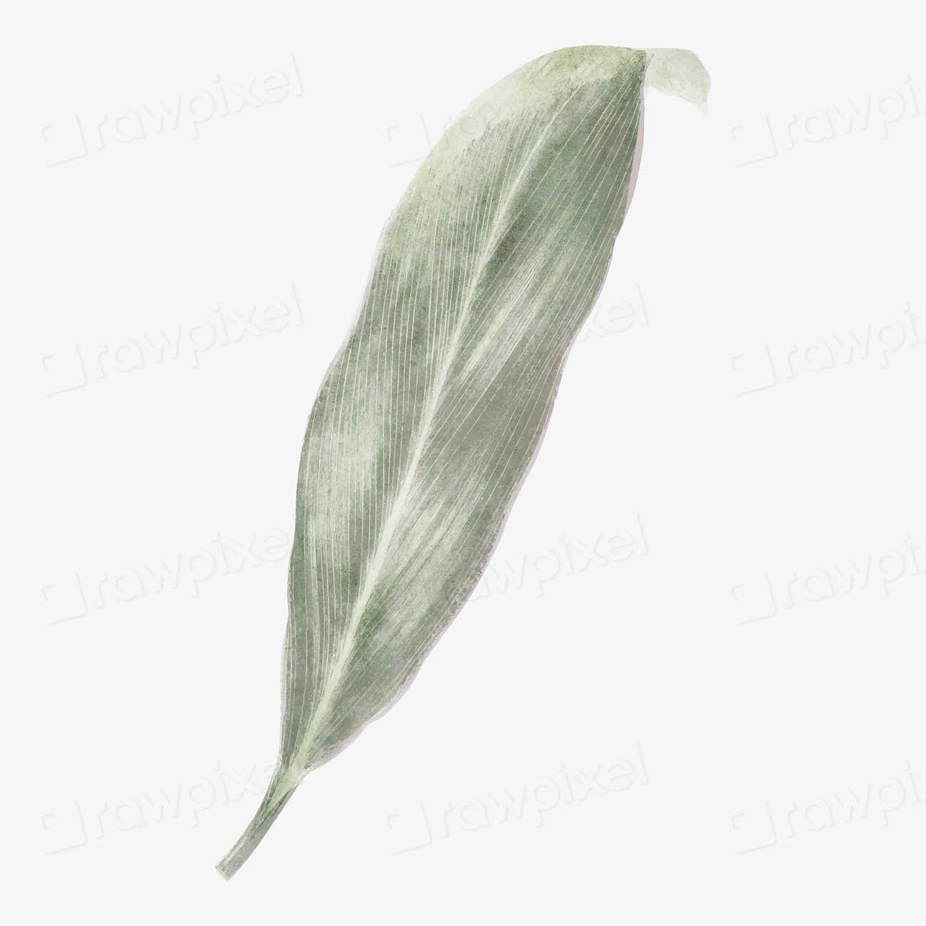 Silver leaf illustration, aesthetic nature | Premium Vector - rawpixel