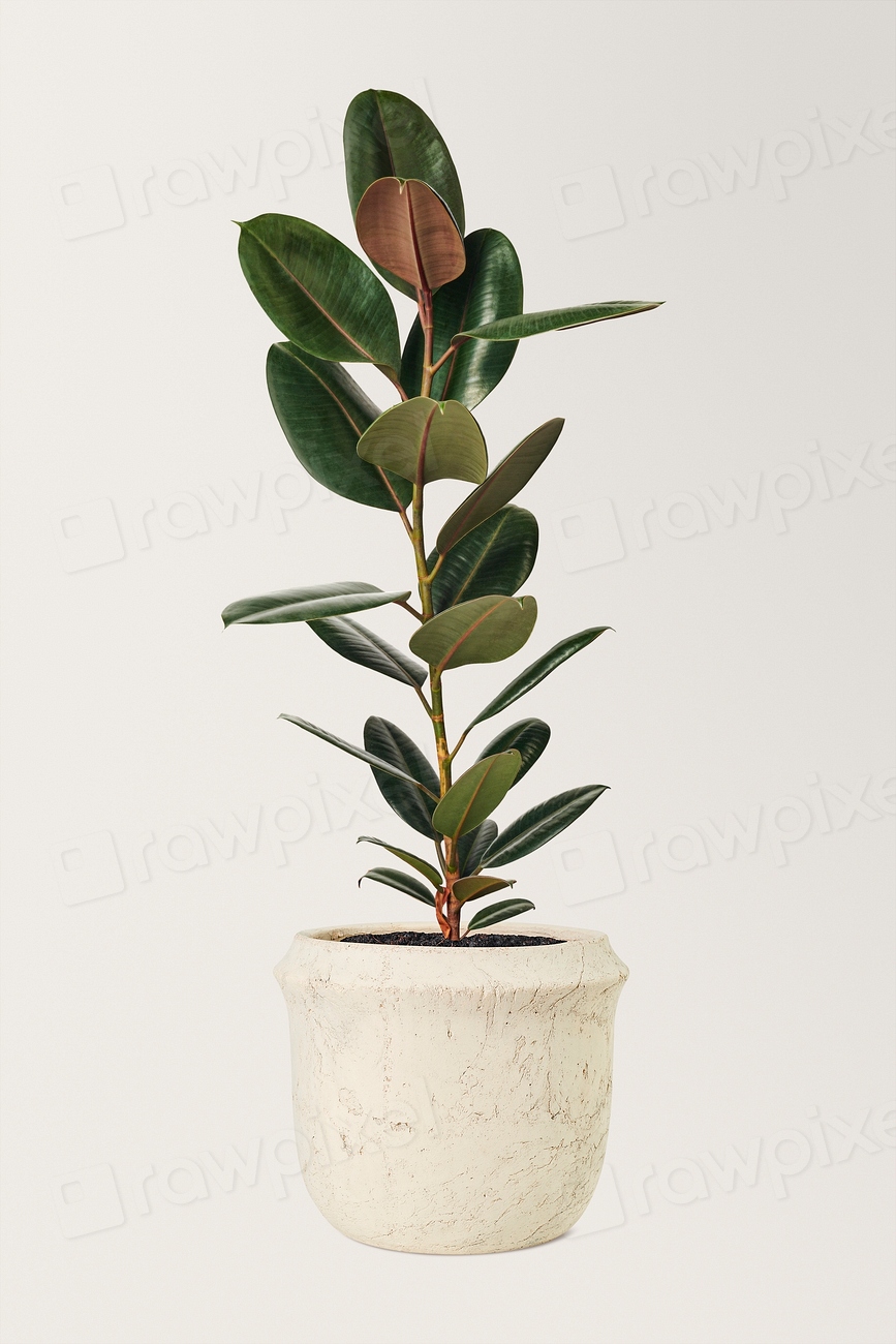 Rubber plant ceramic pot | Premium Photo - rawpixel
