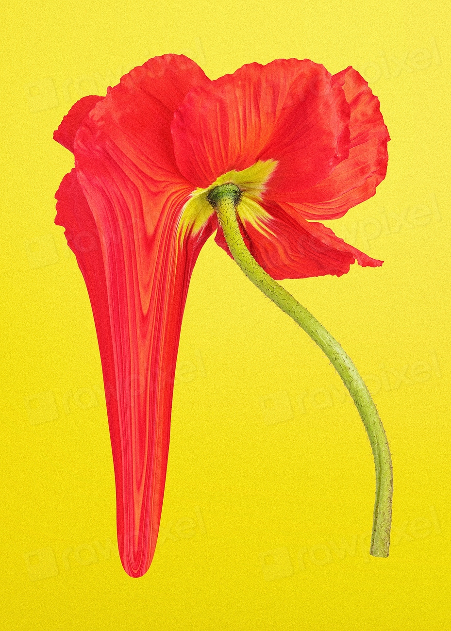 Abstract flower element, psychedelic red | Free Photo - rawpixel