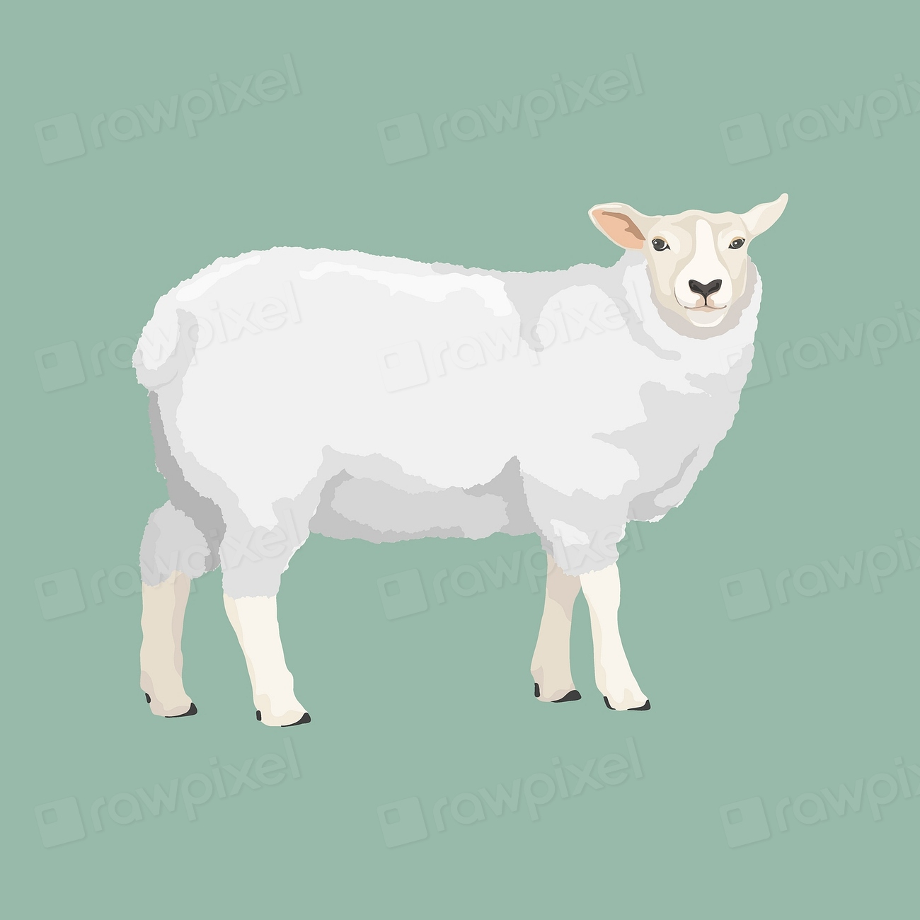 Sheep illustration, realistic clipart vector | Premium Vector ...