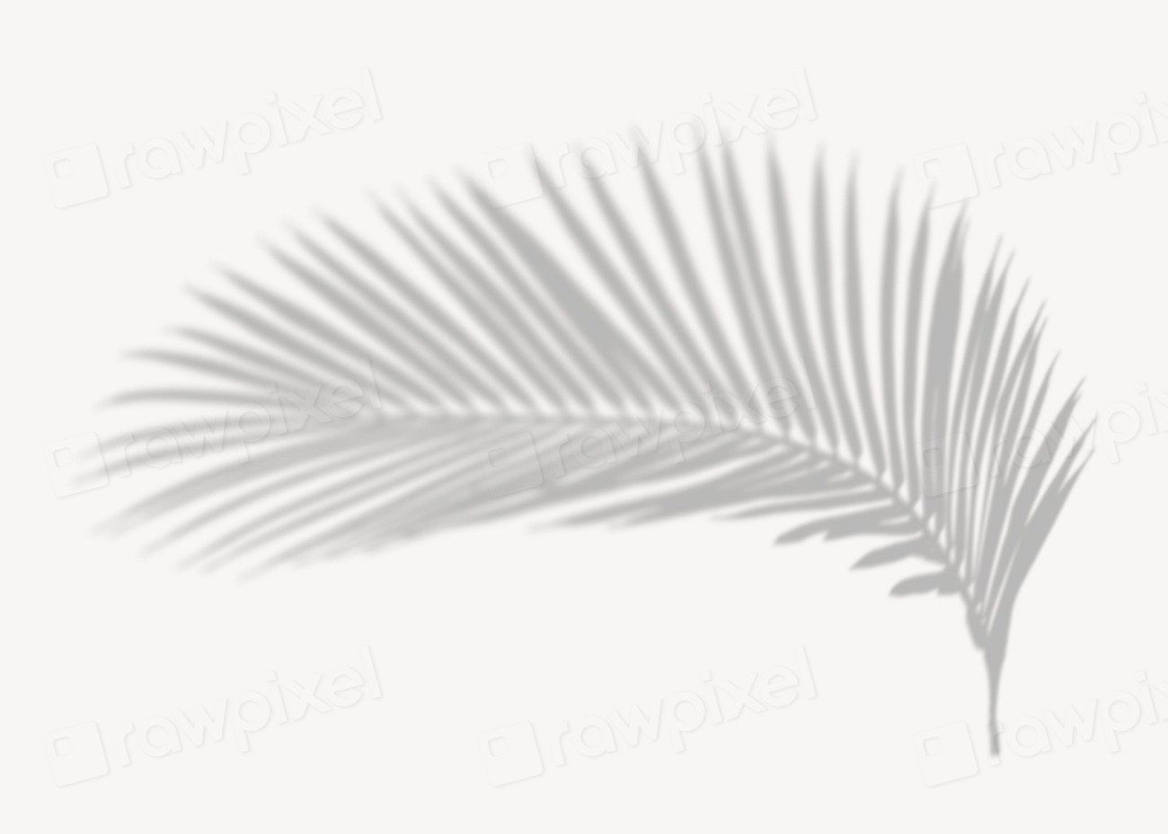 Coconut palm leaf shadow, tropical | Premium Photo - rawpixel