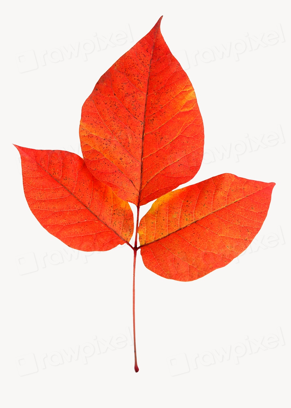 Autumn leaf branch, Fall season | Premium Photo - rawpixel