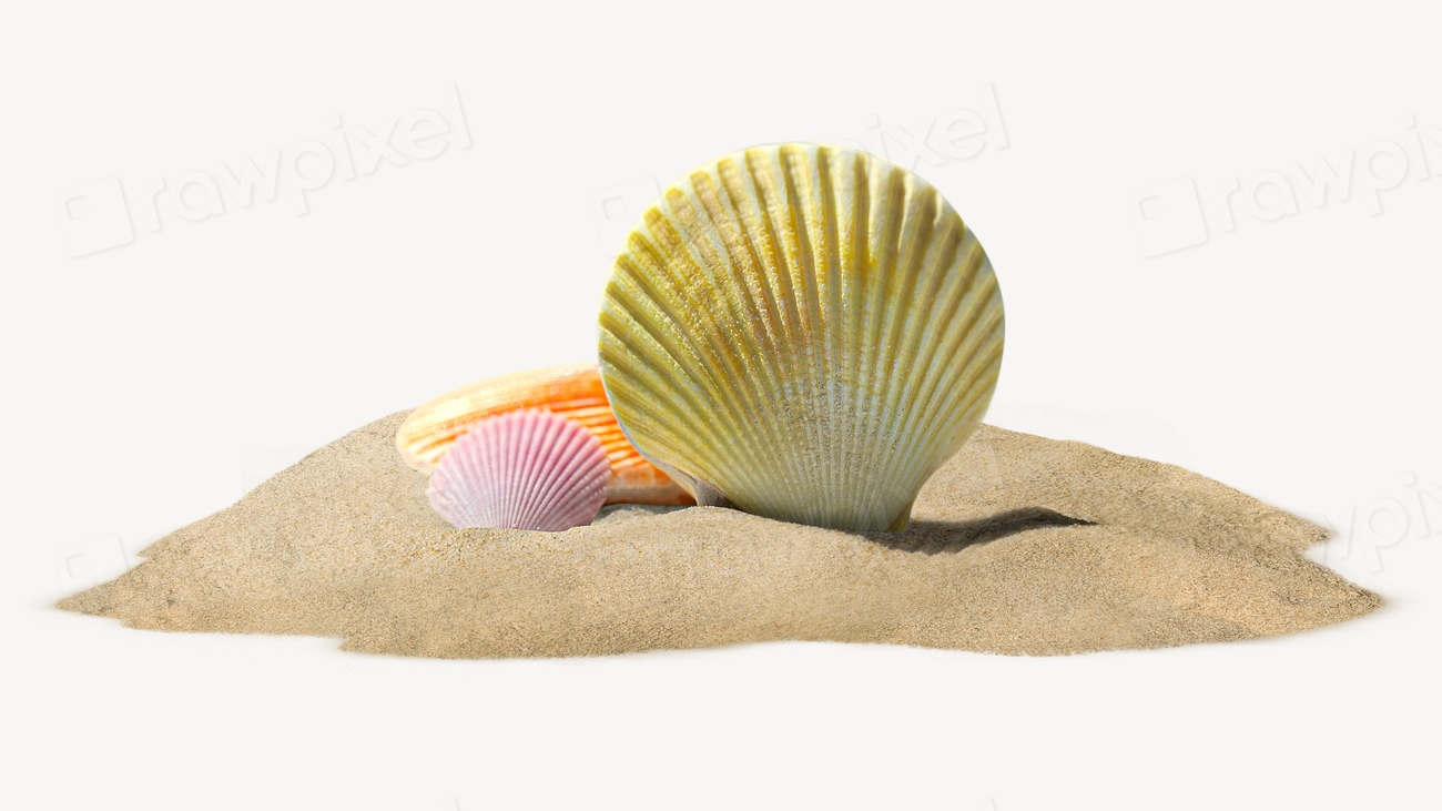 Shell sand sticker, creative summer | Premium PSD - rawpixel