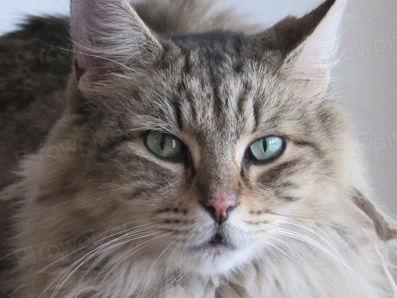 Cat staring into the camera. | Free Photo - rawpixel