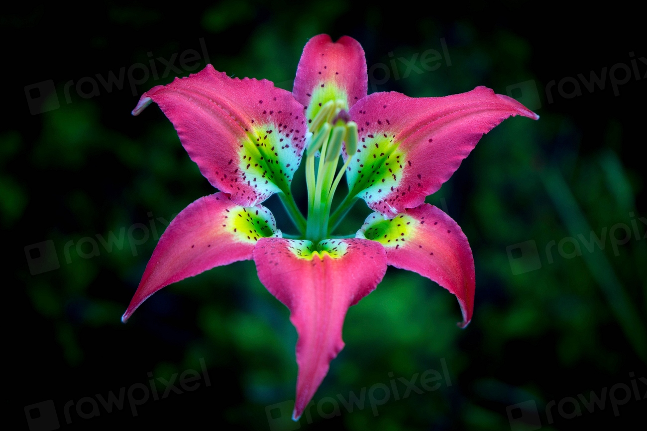 Pine Lilly. Original public domain | Free Photo - rawpixel