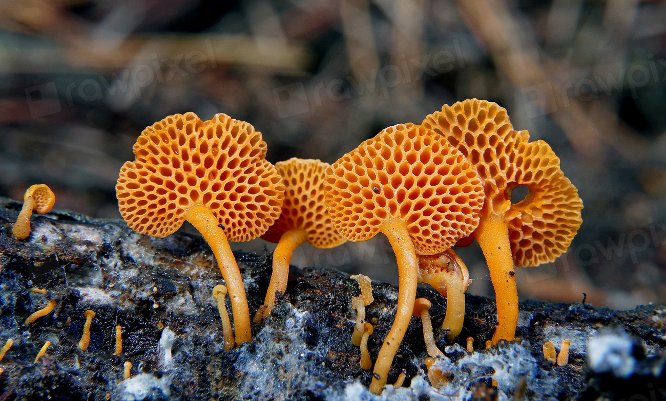 Orange pore fungus (Favolaschia calocera) | Free Photo - rawpixel