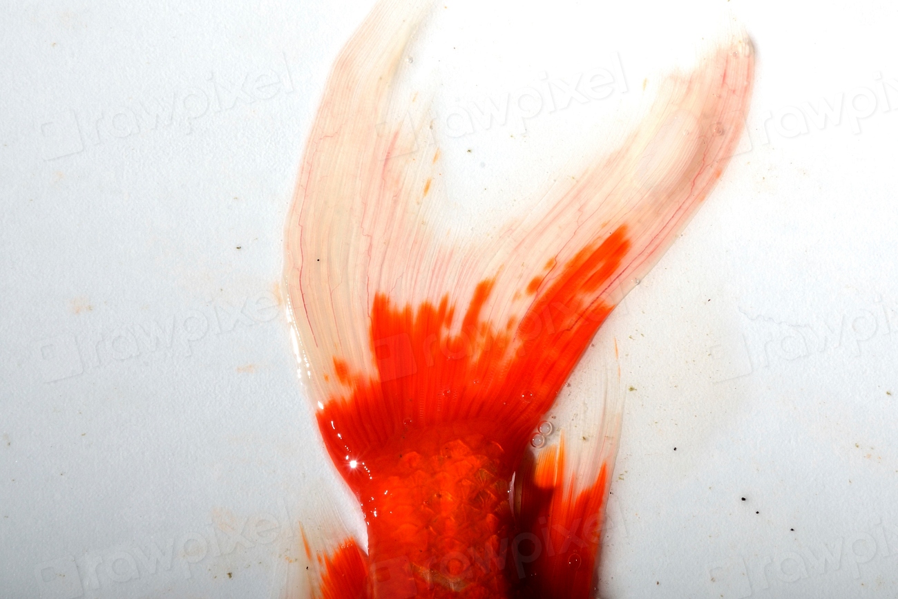 Koi fish tail close up | Free Photo - rawpixel