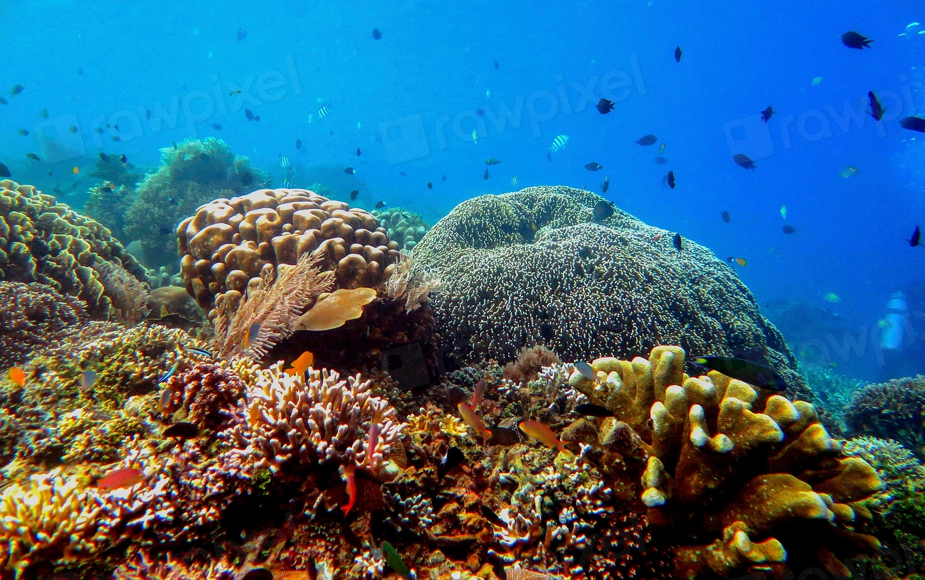 Underwater. Original public domain image | Free Photo - rawpixel