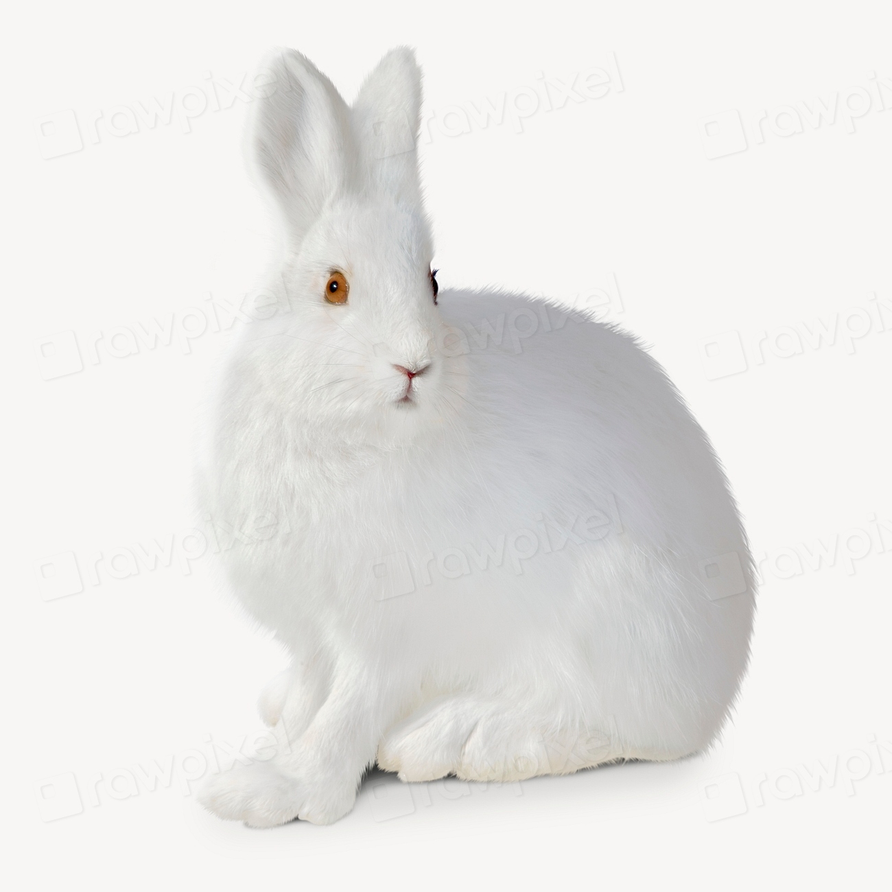 White rabbit sticker, animal isolated | Premium PSD - rawpixel