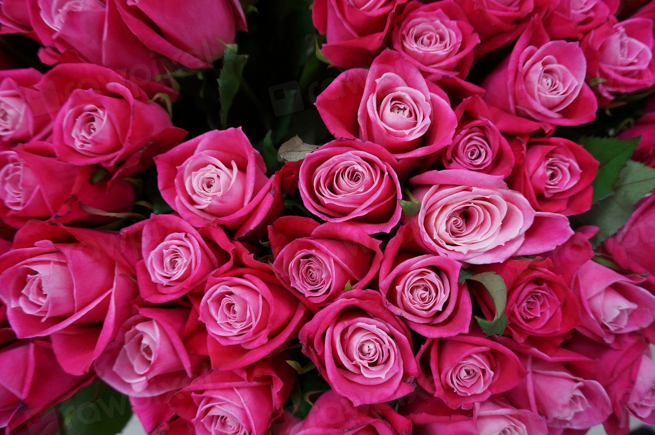 Pink roses background. Free public | Free Photo - rawpixel