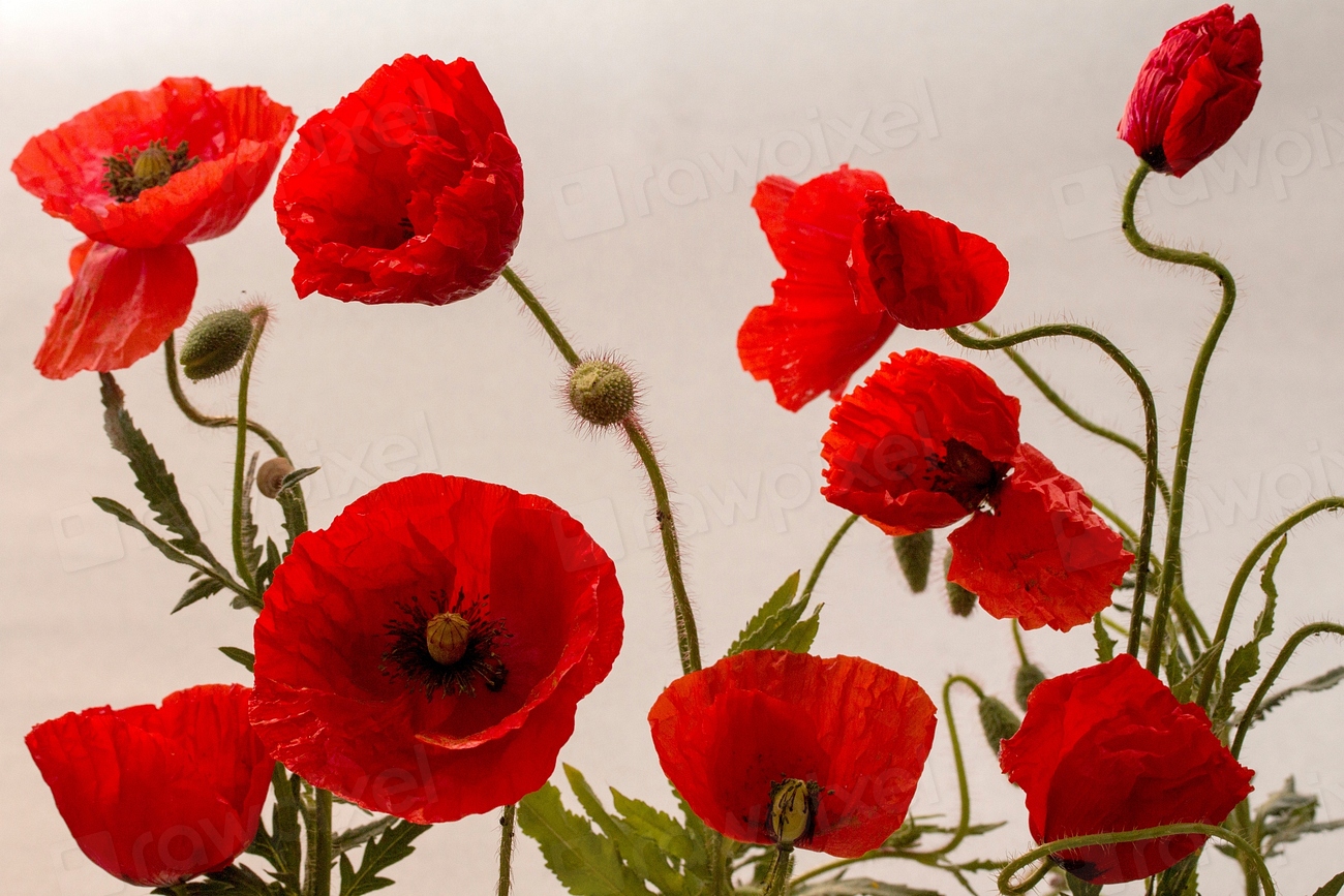 Red poppy background. Free public | Free Photo - rawpixel