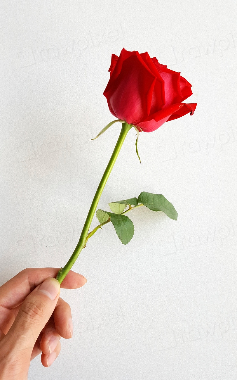 Red rose. Free public domain | Free Photo - rawpixel