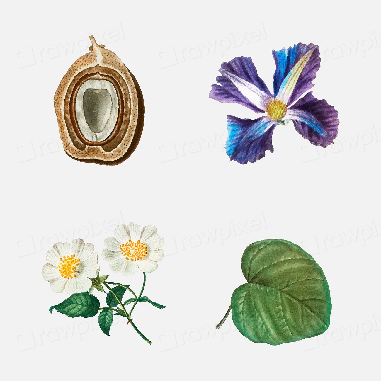 Fruit and flower vector vintage | Premium Vector - rawpixel