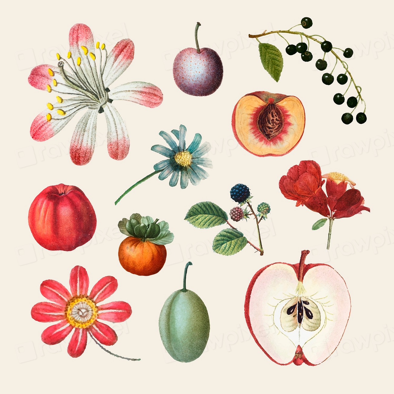 Fruit and flower vector vintage | Premium Vector - rawpixel