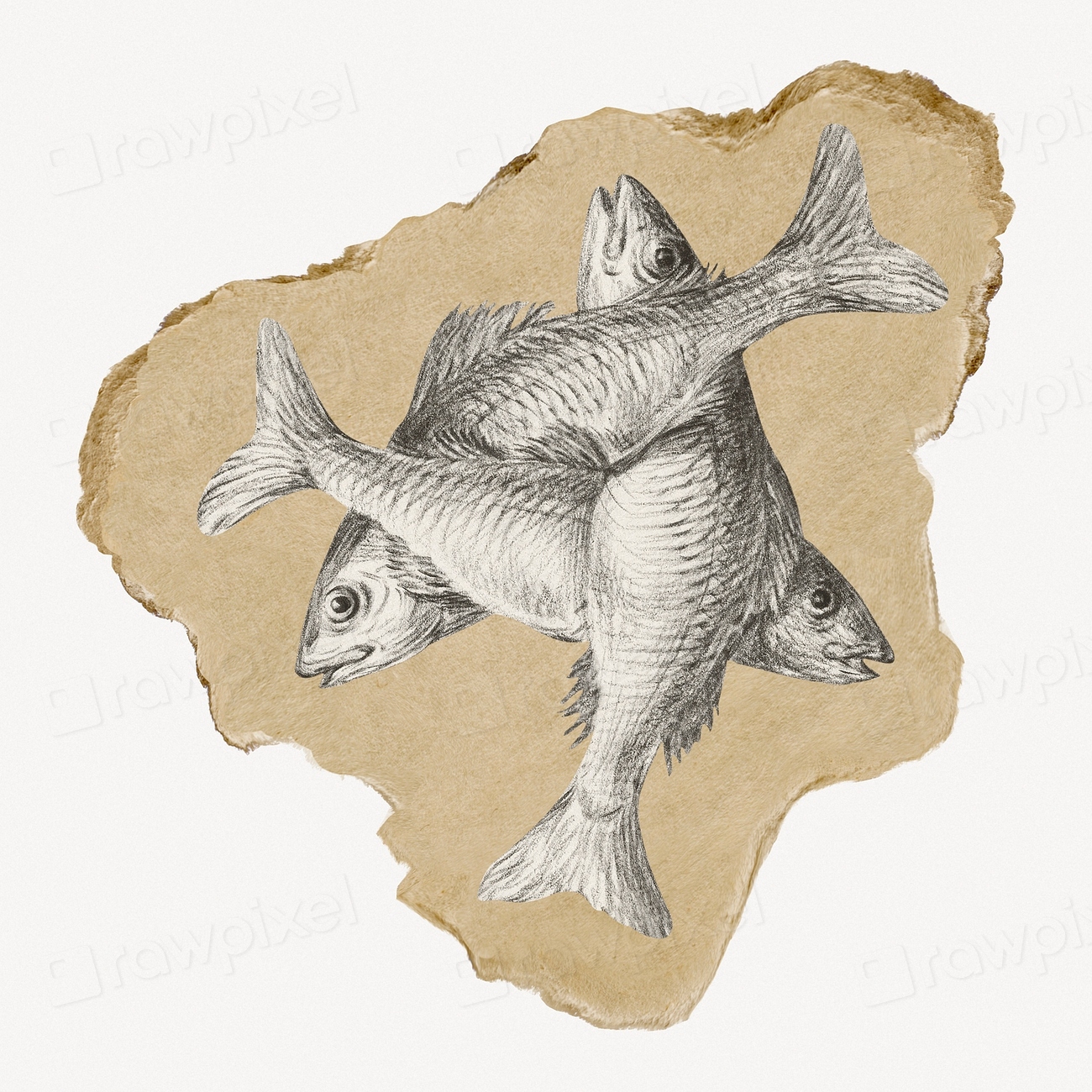 Three fishes, vintage illustration on torn | Free Photo - rawpixel