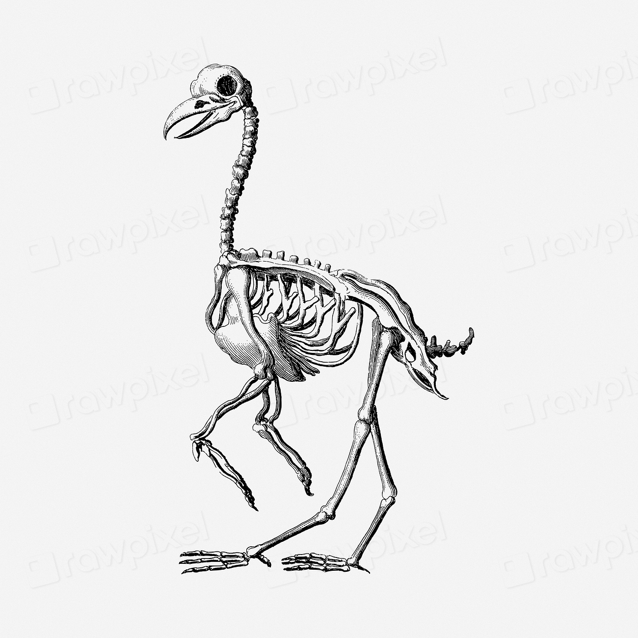 Bird skeleton drawing, vintage illustration | Free Photo Illustration ...