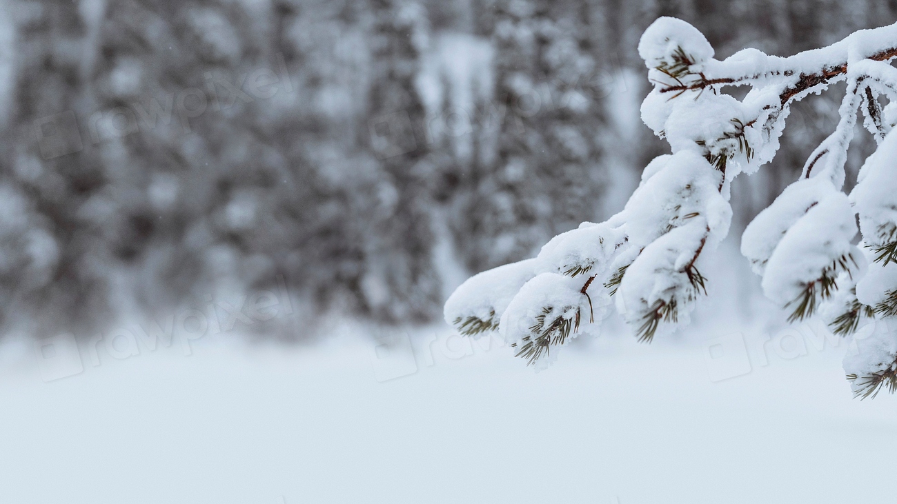 Close up of snowy trees | Free Photo - rawpixel