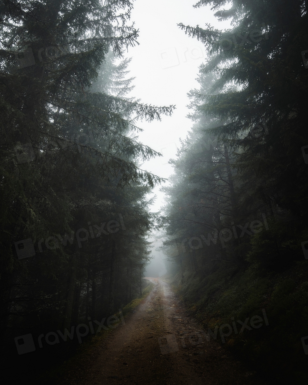 Pathway through misty woods towards | Photo - rawpixel