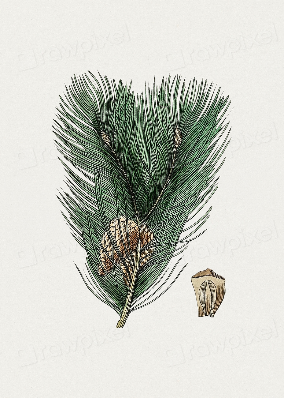Hand drawn scots pine. Original | Free Photo Illustration - rawpixel