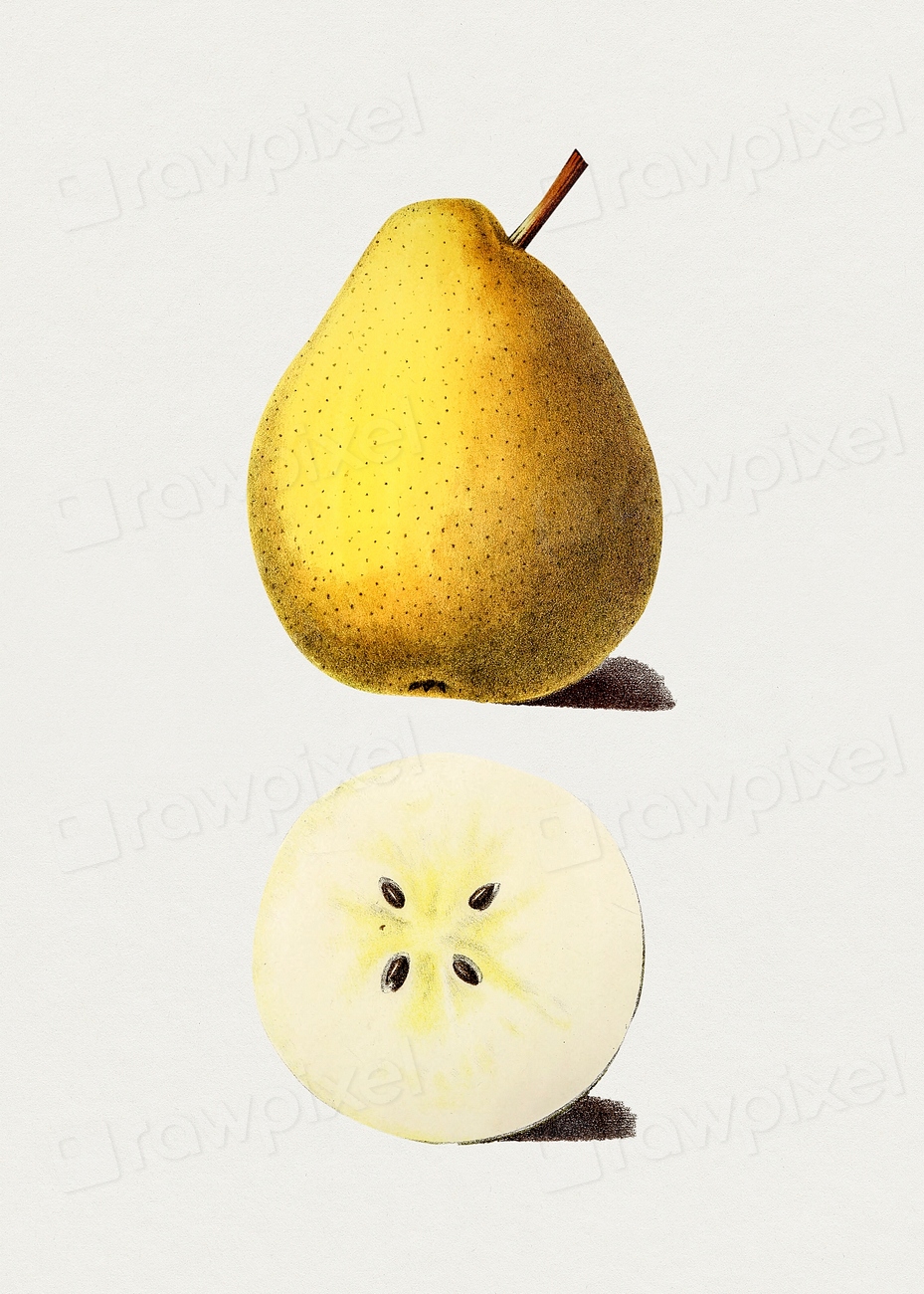 Hand drawn pear. Original Biodiversity | Free Photo Illustration - rawpixel
