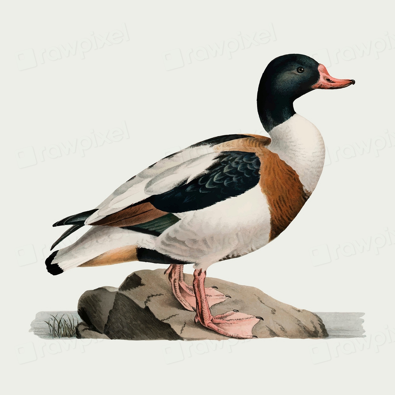 Shelduck bird vector vintage drawing | Premium Vector Illustration ...