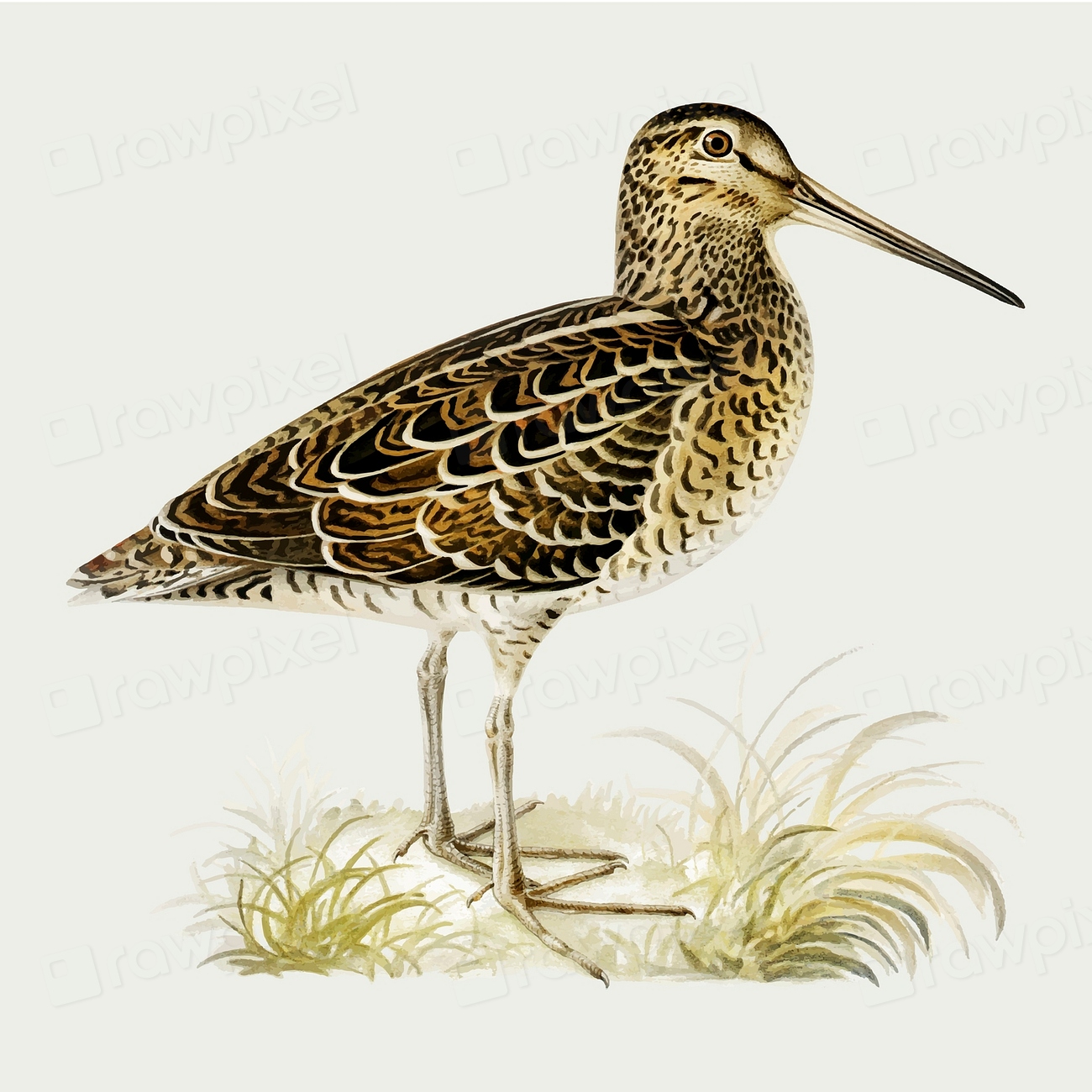 Snipe bird vector vintage drawing | Premium Vector Illustration - rawpixel