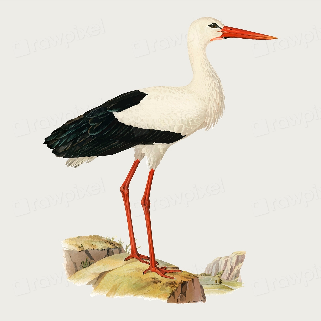 White stork bird vector vintage | Premium Vector Illustration - rawpixel