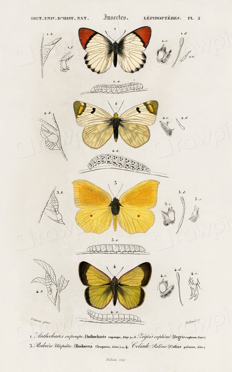 Different types of butterfly illustrated | Free Photo Illustration ...