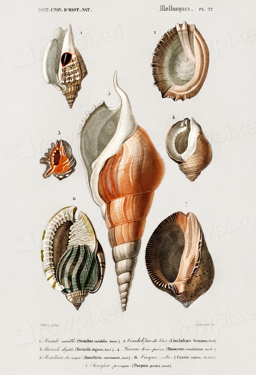 Different types of mollusks illustrated | Free Photo Illustration ...