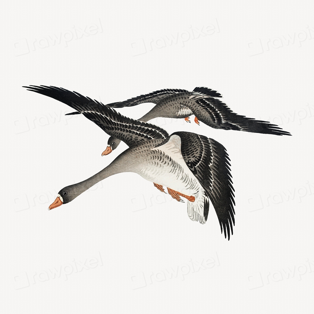 Flying geese, Ohara Koson's vintage | Free Photo Illustration - rawpixel