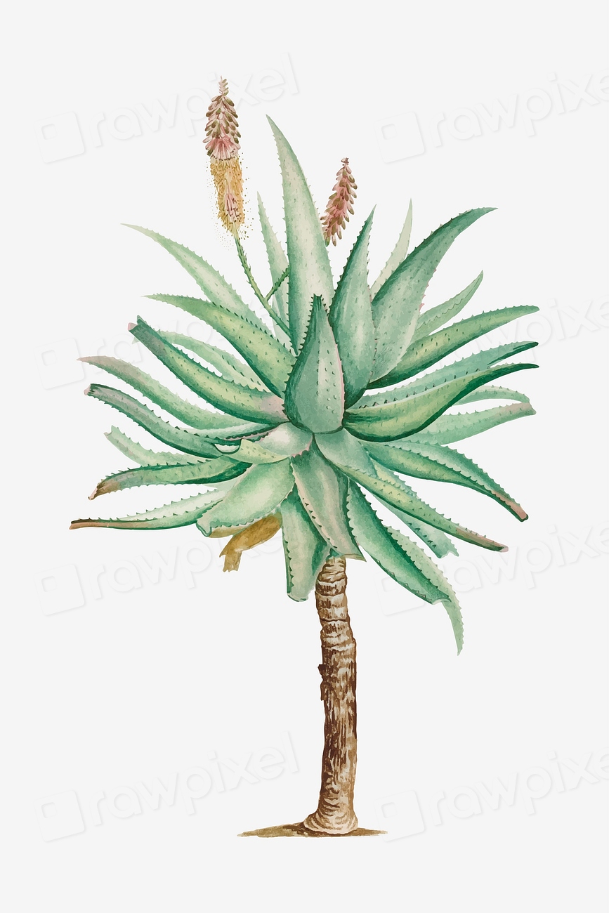 Vintage Aloe Ferox vector | Premium Vector Illustration - rawpixel