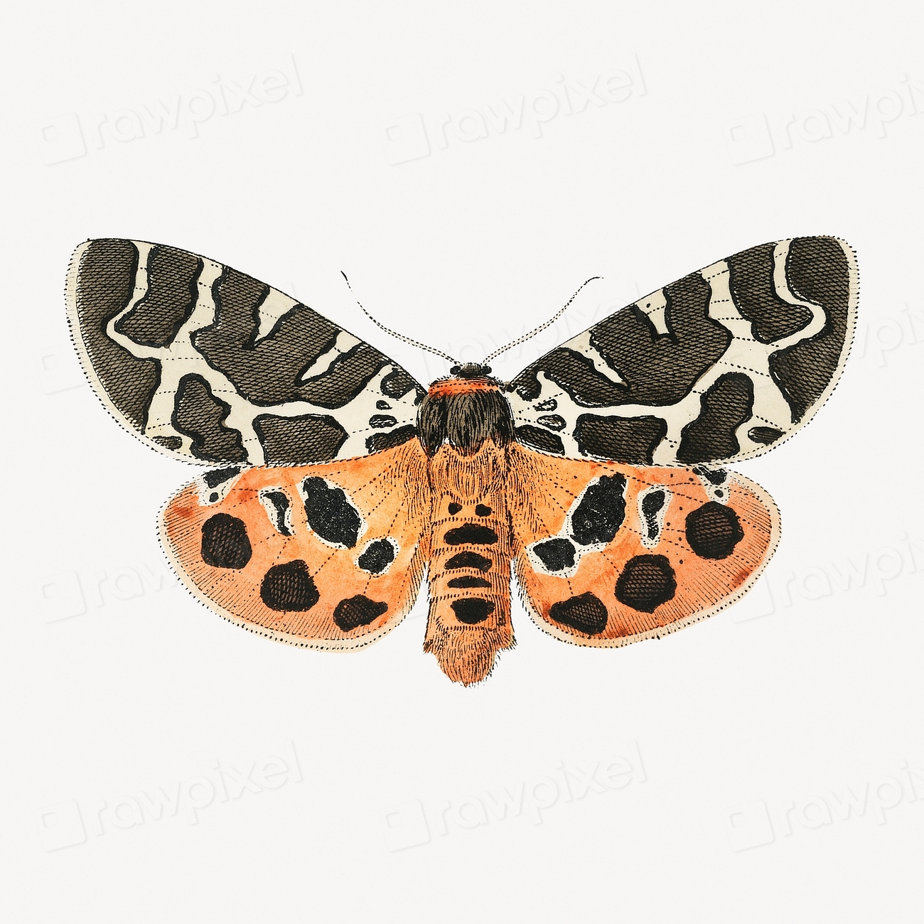 Butterfly clip art, vintage insect | Premium PSD - rawpixel