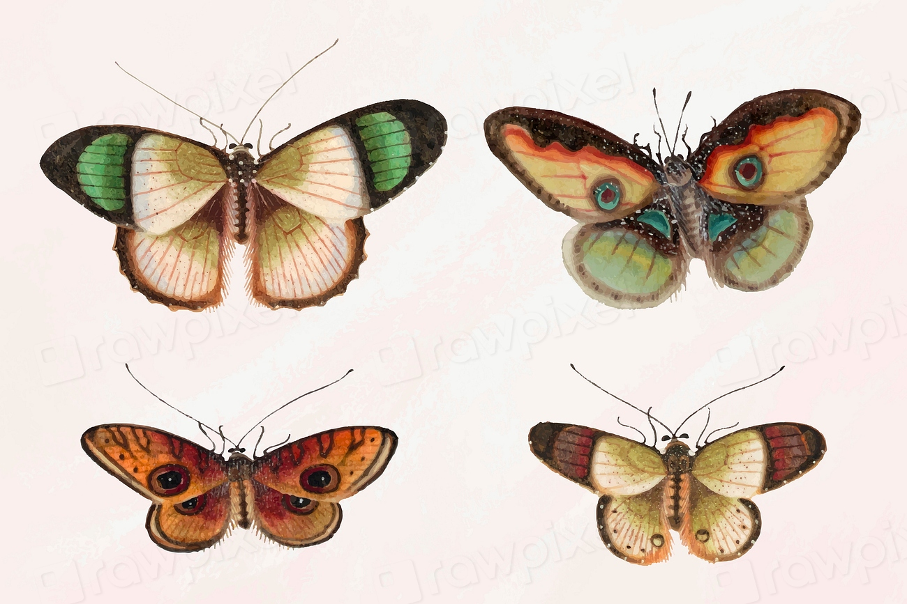 Butterflies and moth vector vintage | Premium Vector - rawpixel