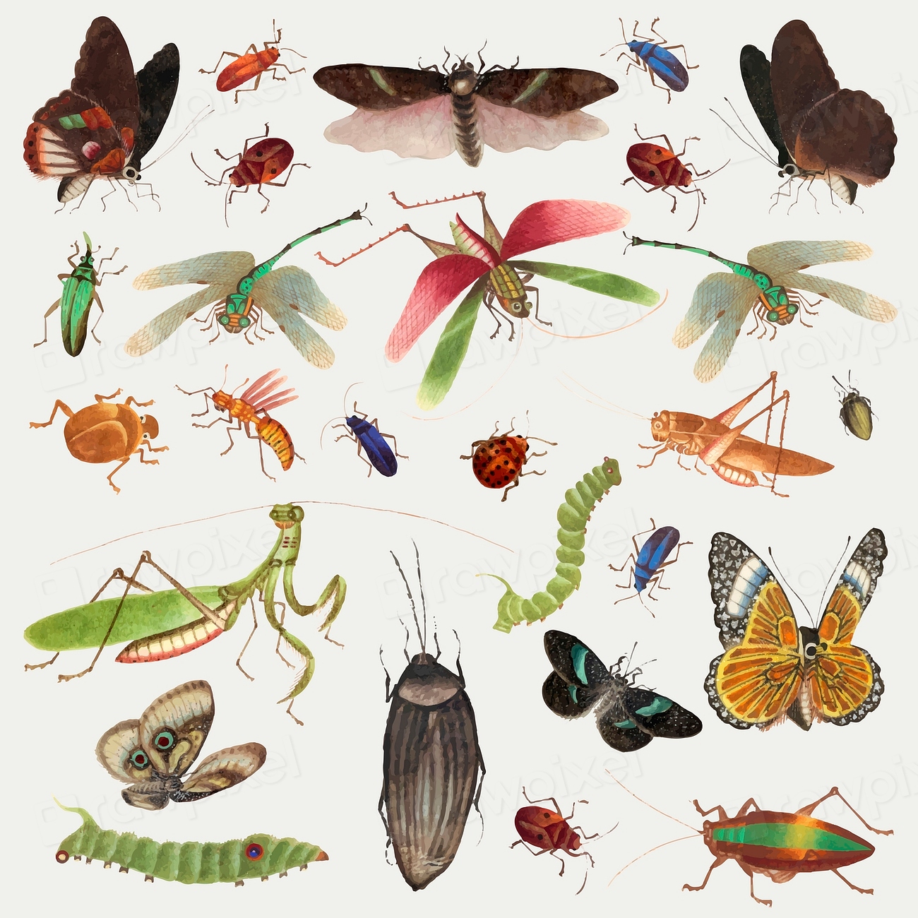 Butterflies and insects vector vintage | Premium Vector - rawpixel