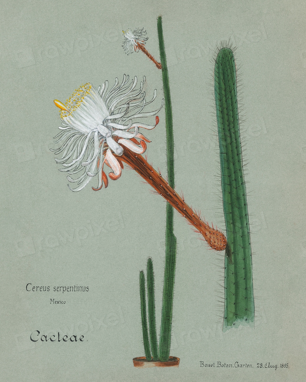 Snake cactus. Digitally enhanced our | Free Photo Illustration - rawpixel