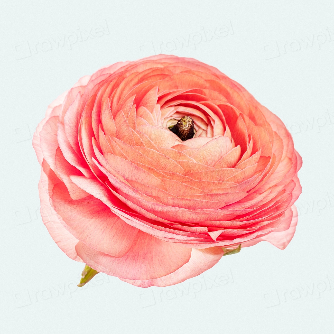 Blooming pink ranunculus flower | Premium PSD - rawpixel