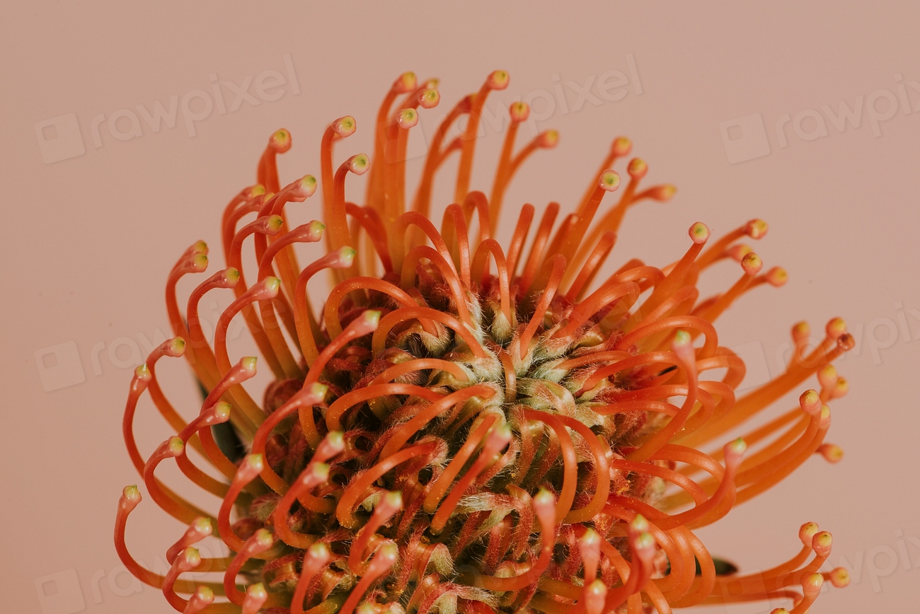 Orange pincushion protea flower | Premium Photo - rawpixel