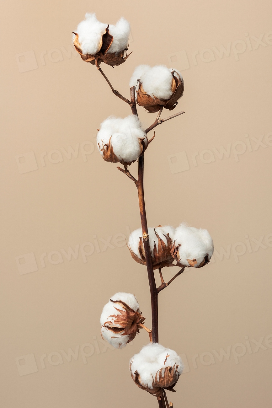 Dried fluffy cotton flower branch | Premium Photo - rawpixel