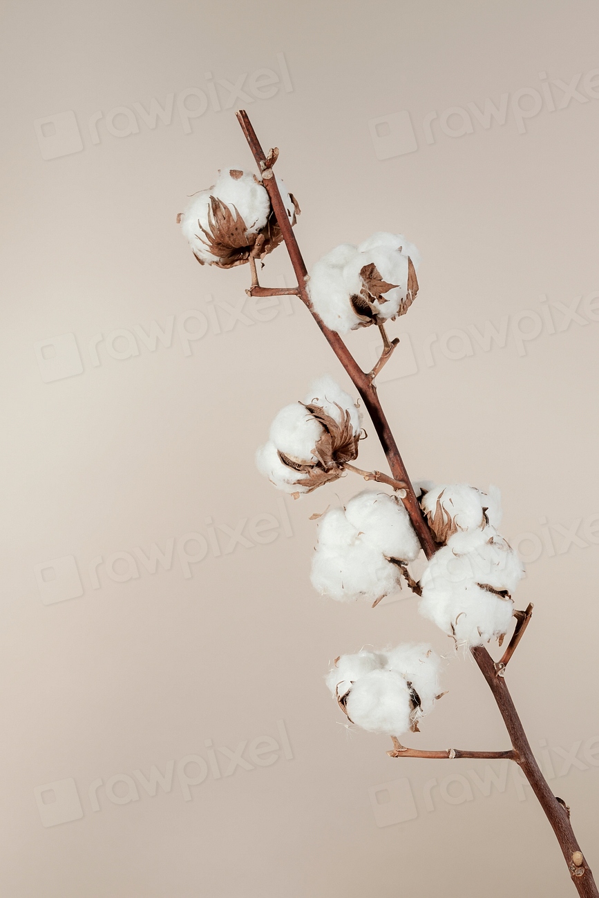 Dried natural cotton branch isolated | Premium Photo - rawpixel