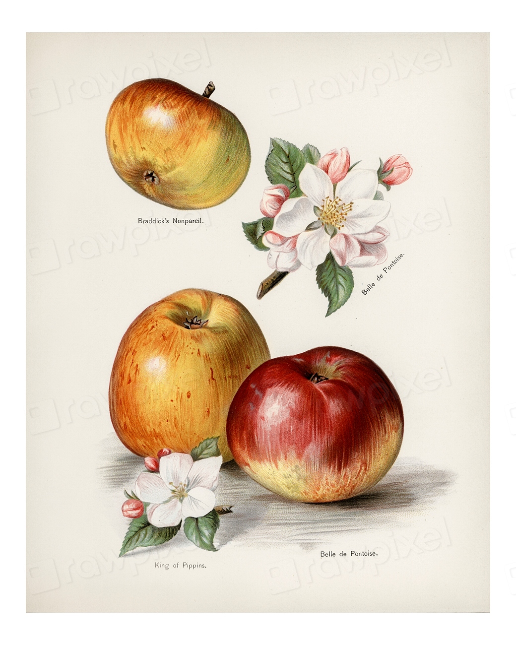 King pippin apple vintage illustration | Premium Photo - rawpixel
