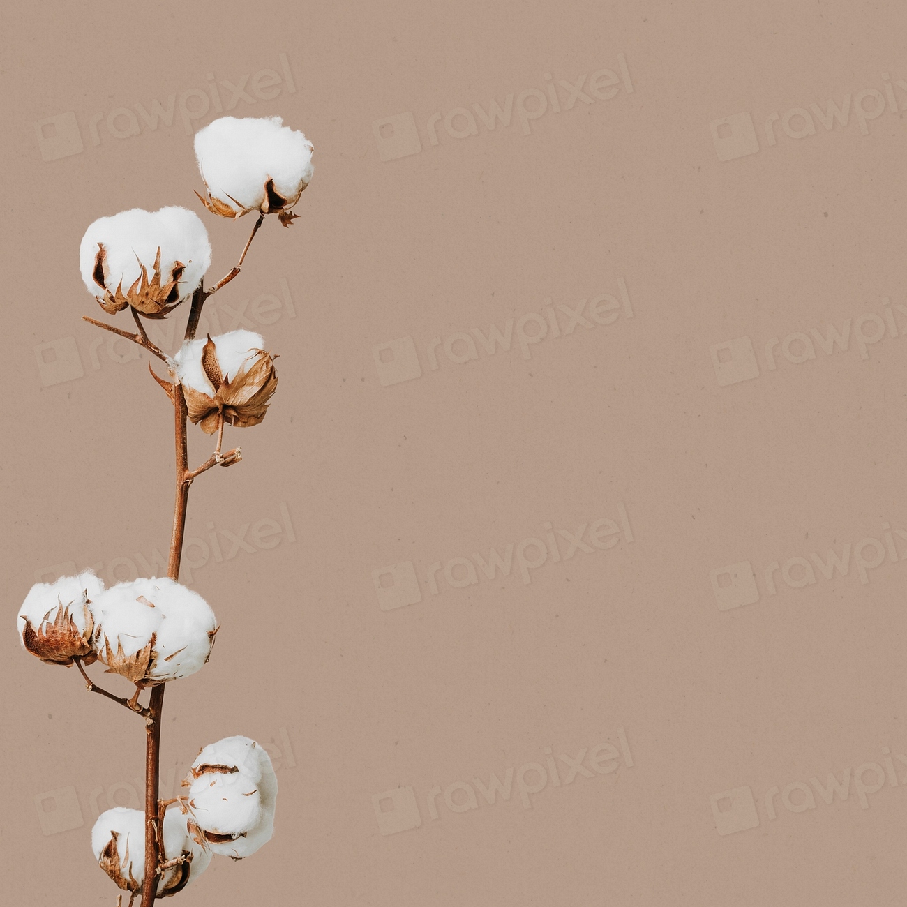 Natural dried flower floral background | Free Photo - rawpixel