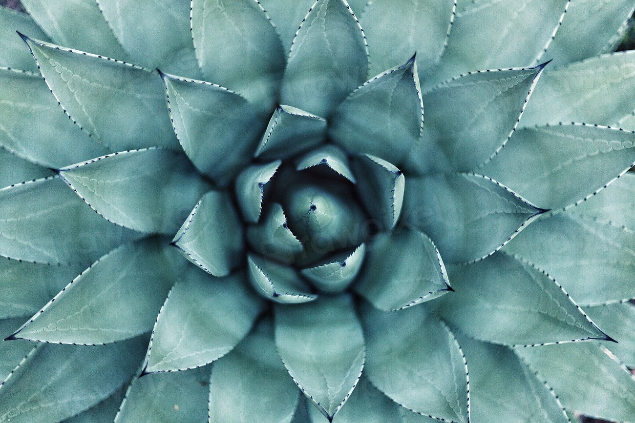 Succulent macro shot. Original public | Free Photo - rawpixel