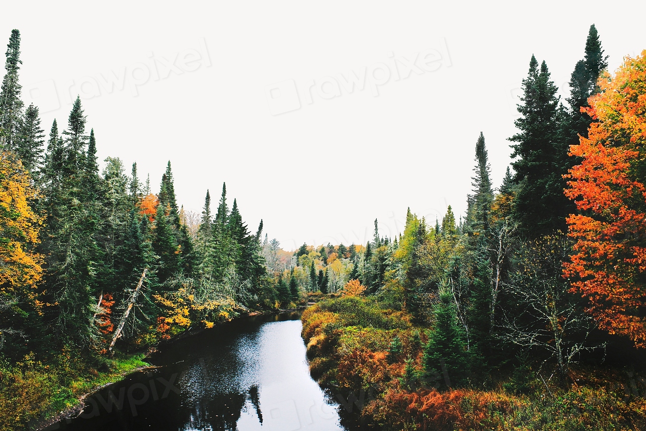 River among forest border collage | Free PSD - rawpixel