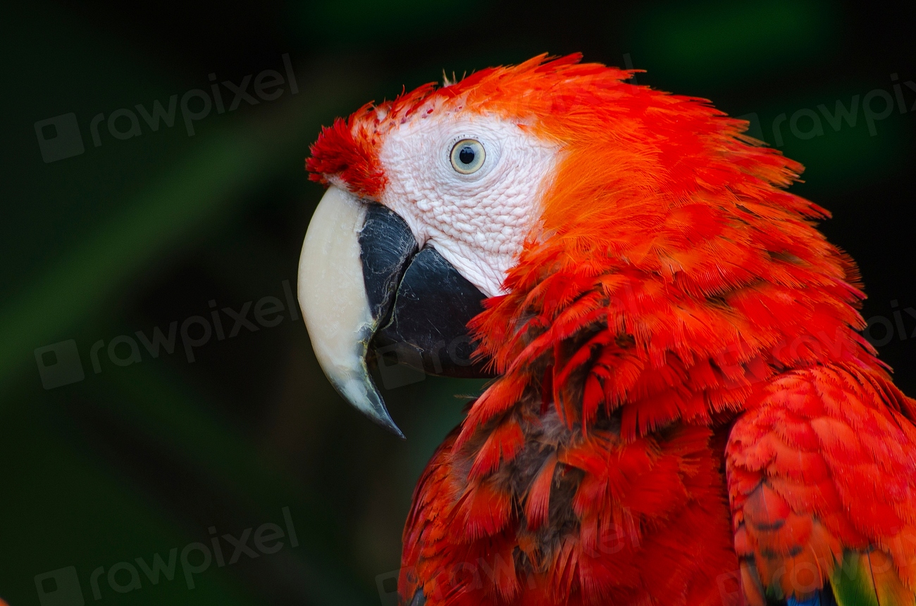 Macro red parrot blue eyes | Free Photo - rawpixel