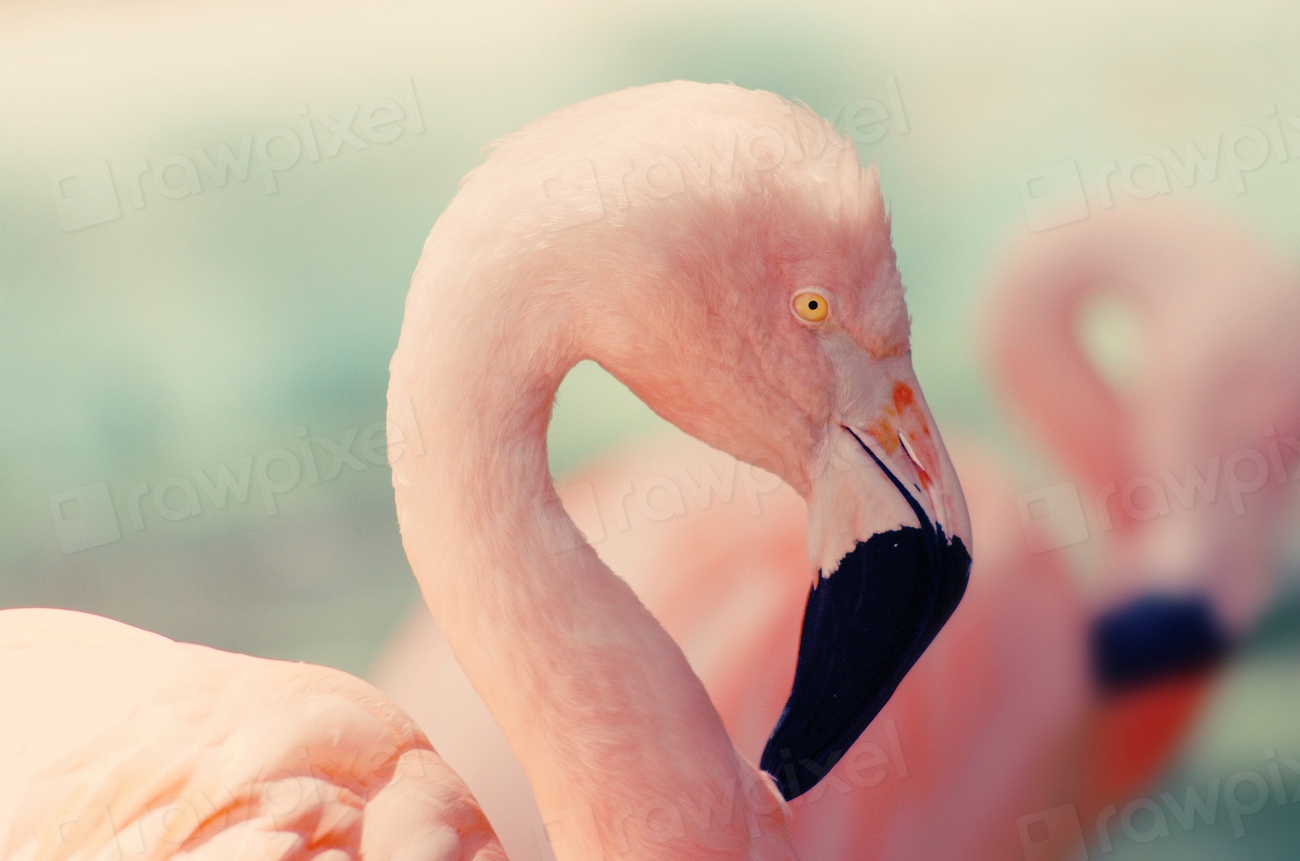 Flamingo closeup. Original public domain | Free Photo - rawpixel