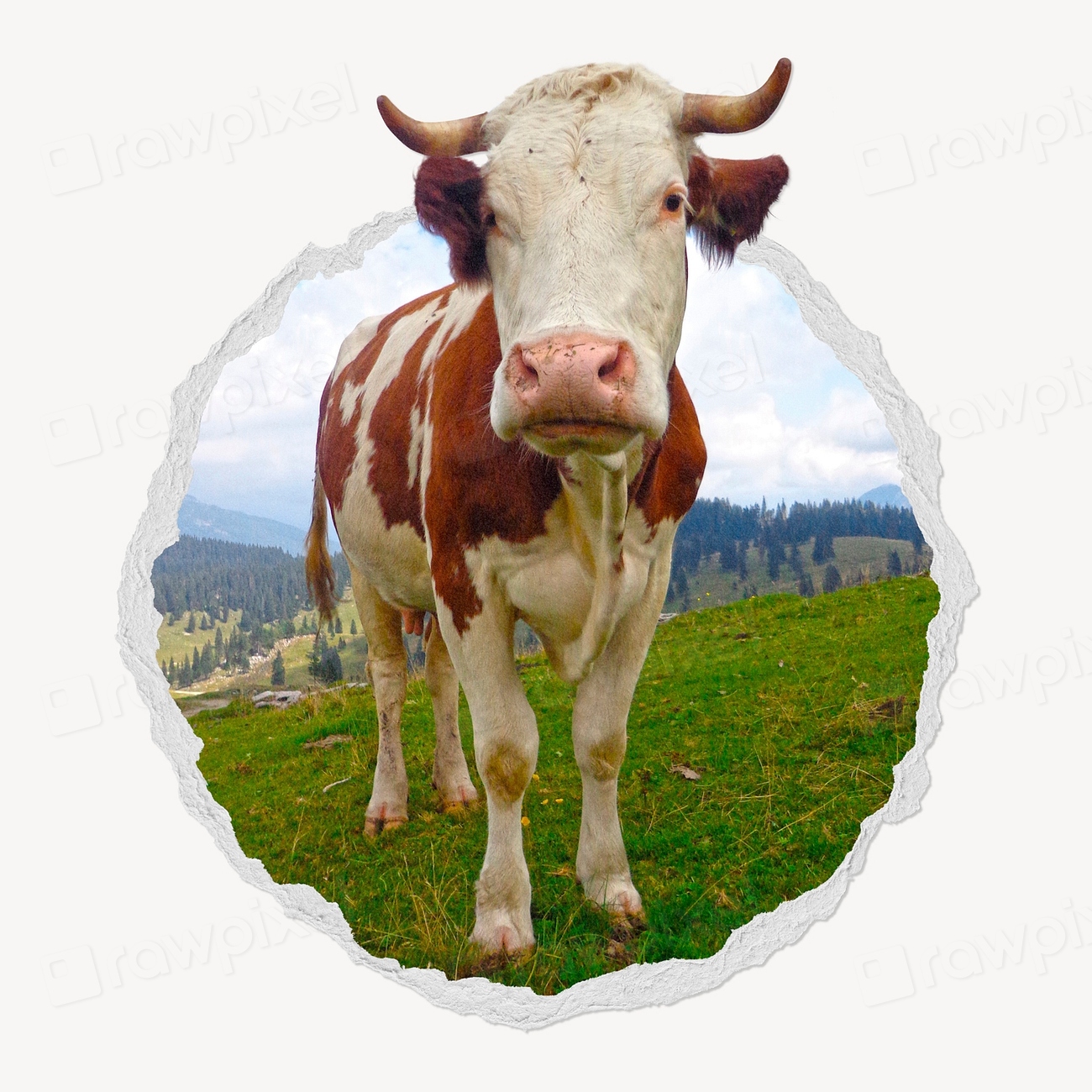Cow in ripped paper badge, | Free Photo - rawpixel