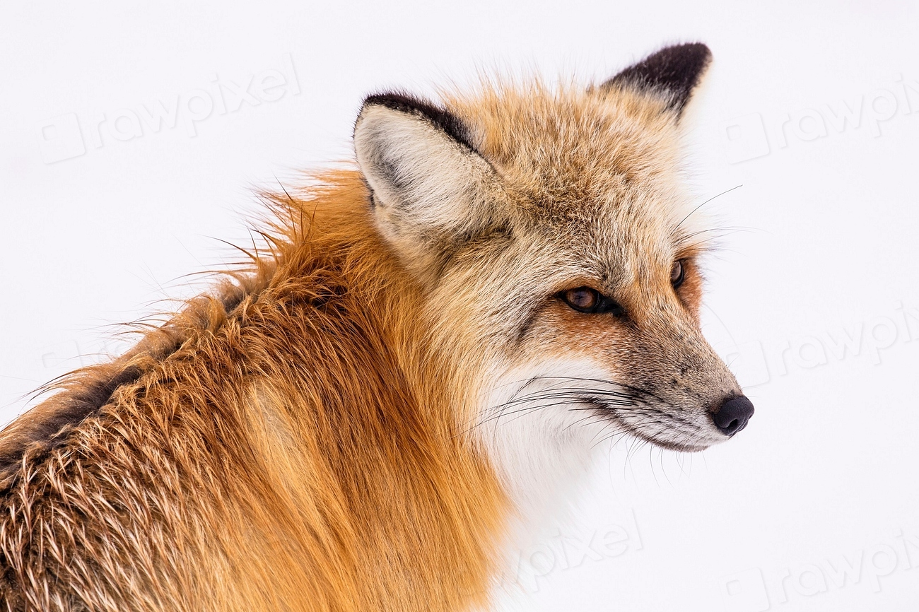 Red fox. Original public domain | Free Photo - rawpixel