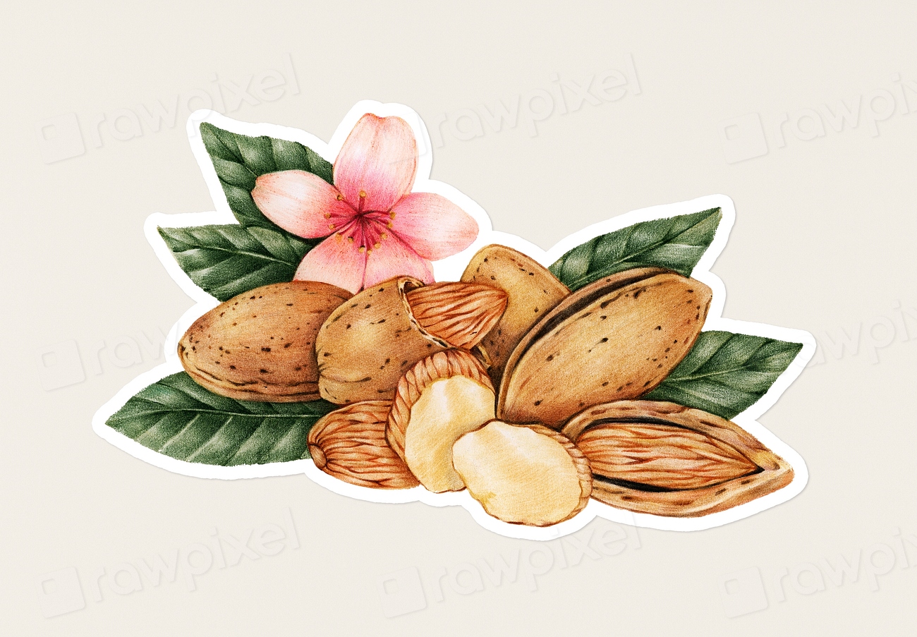 Hand drawn almonds sticker with a white | Premium PSD - rawpixel